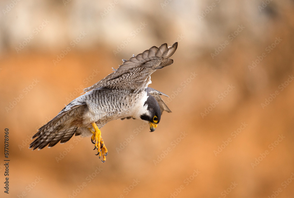 Beautiful landing flight of a peregrine falcon captured up close ...