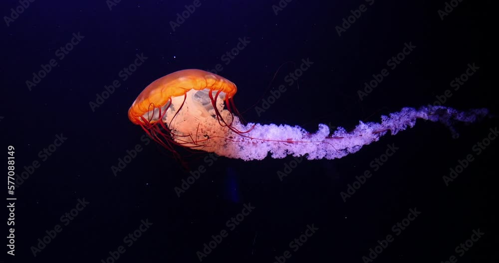 Black Jellyfish or Black Sea Nettle, Pacific Ocean, chrysaora achlyos ...