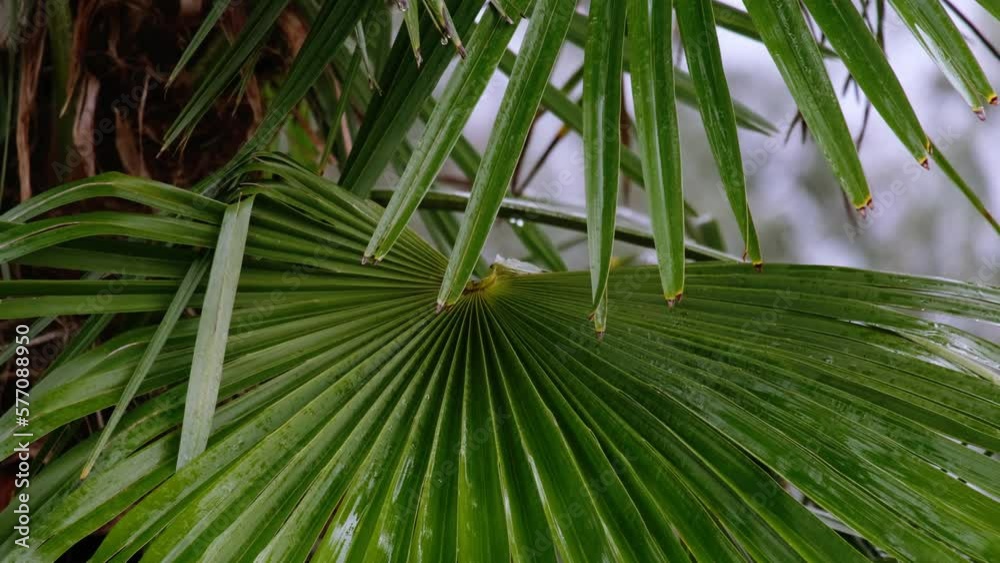 Palm branch with rain dropping. Texture of a green palm leaf. Water ...