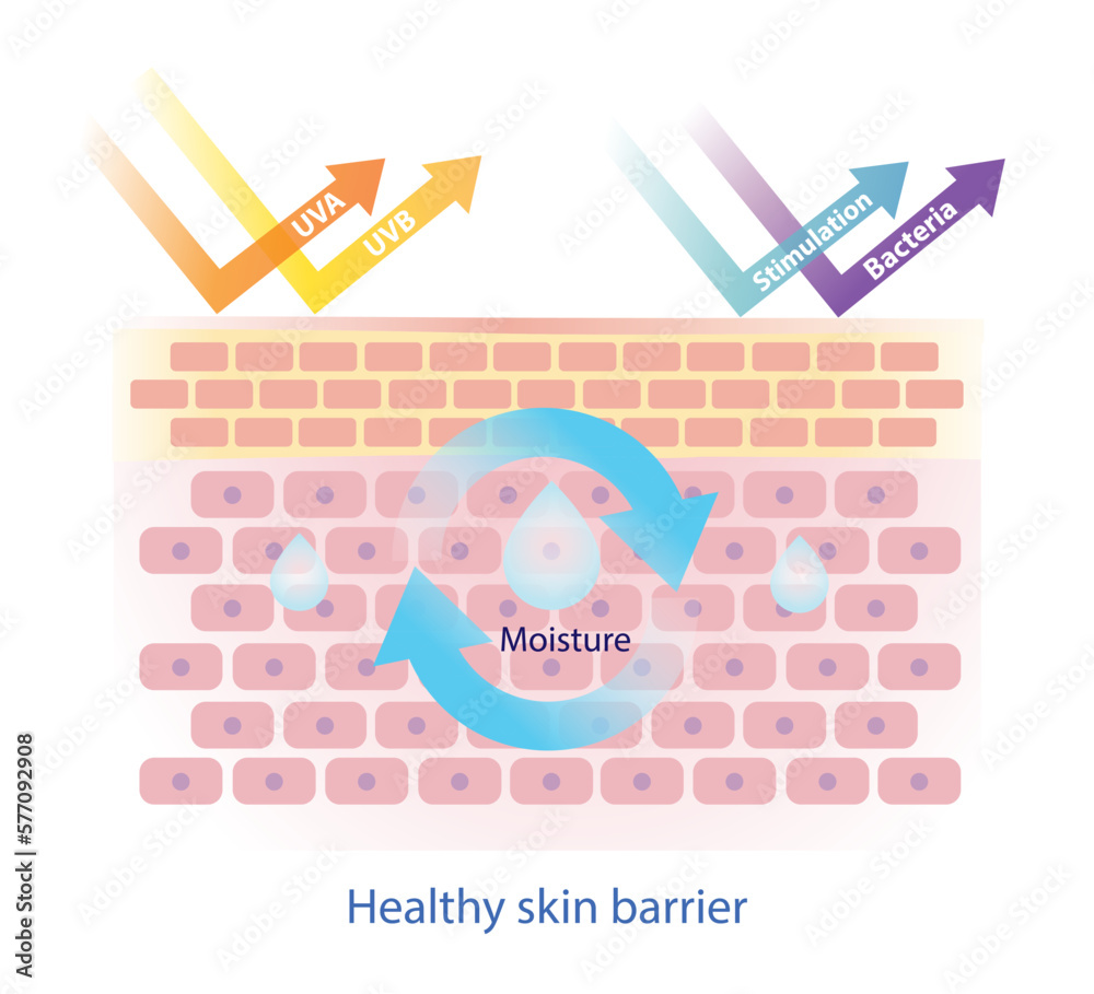 Structure of healthy skin barrier vector isolated on white background ...