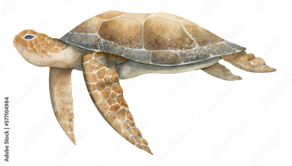 Watercolor hand drawn Sea Turtle on isolated background in beige and ...