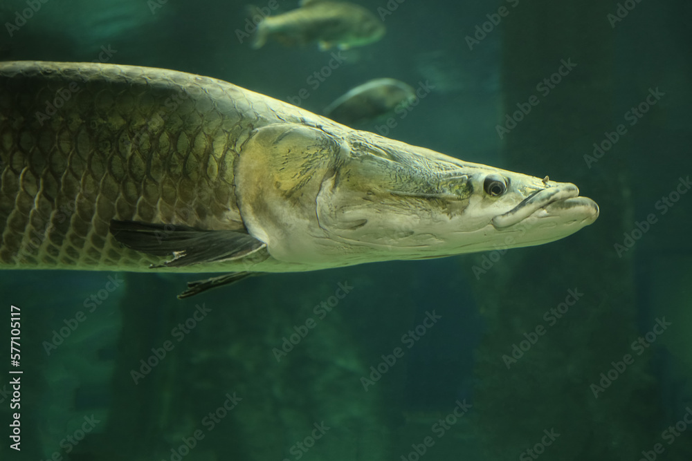Fish under water. Arapaima fish - Pirarucu Arapaima gigas one largest ...