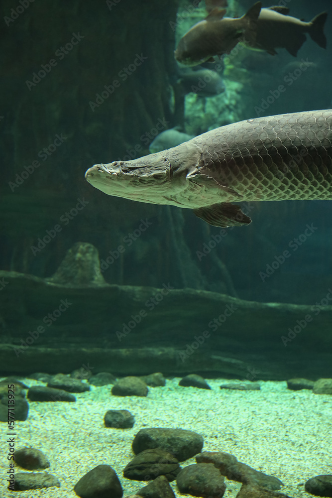 Fish under water. Arapaima fish - Pirarucu Arapaima gigas one largest ...