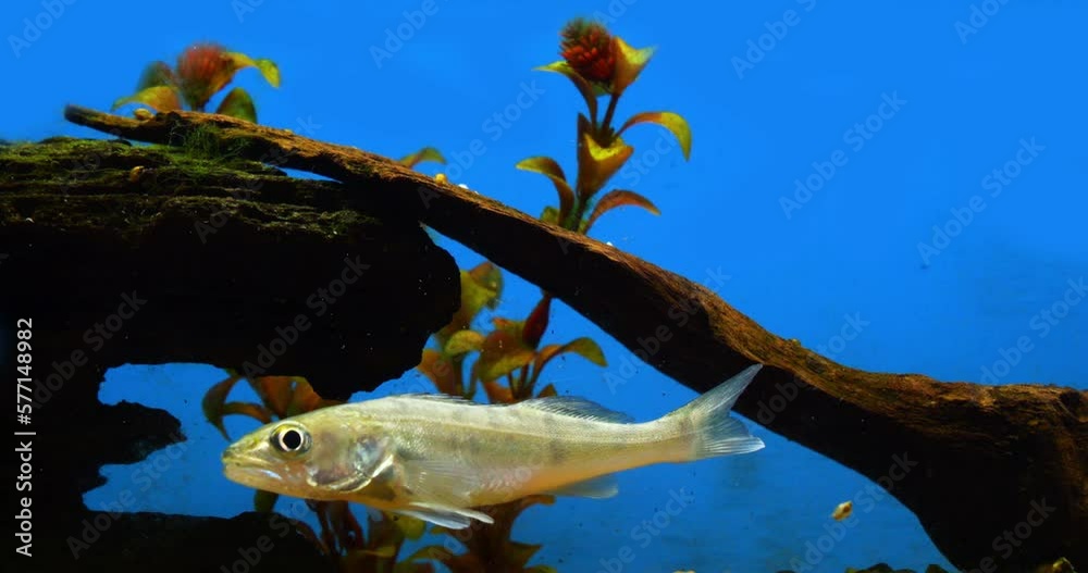 Zander, stizostedion lucioperca, Young Fish Swimming in a Freshwater ...