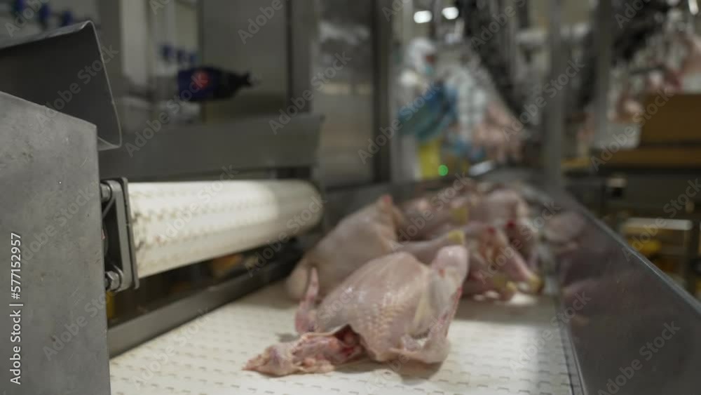 meat processing plant, butchered fresh chicken carcasses without ...