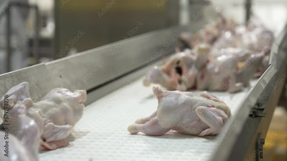 meat processing plant, butchered fresh chicken carcasses without ...