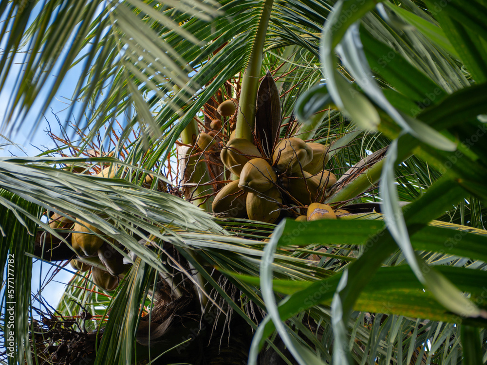 Coconuts on a coconut tree in the rainforest Stock Photo | Adobe Stock