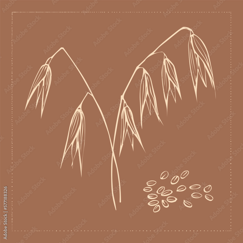 Oat plant. Doodle set.Sketch outline, oats, seeds, cereal. Agriculture ...