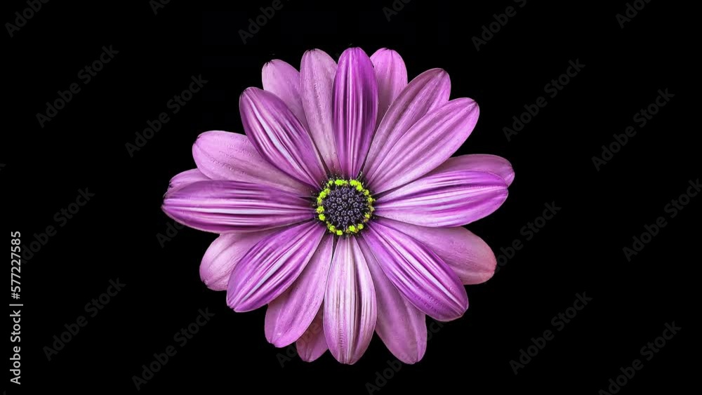 Loop animation of beautiful flower transparent background with an alpha ...
