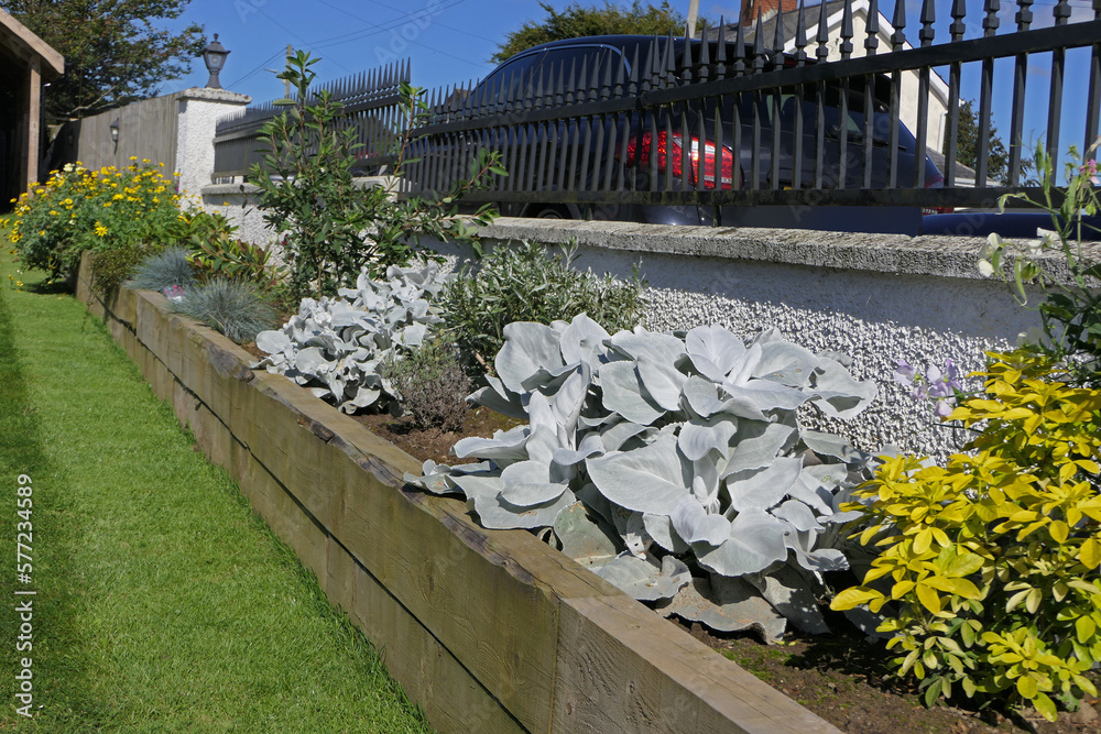 Senecio candicans Angel Wings plants on a sunny summers day in a garden ...
