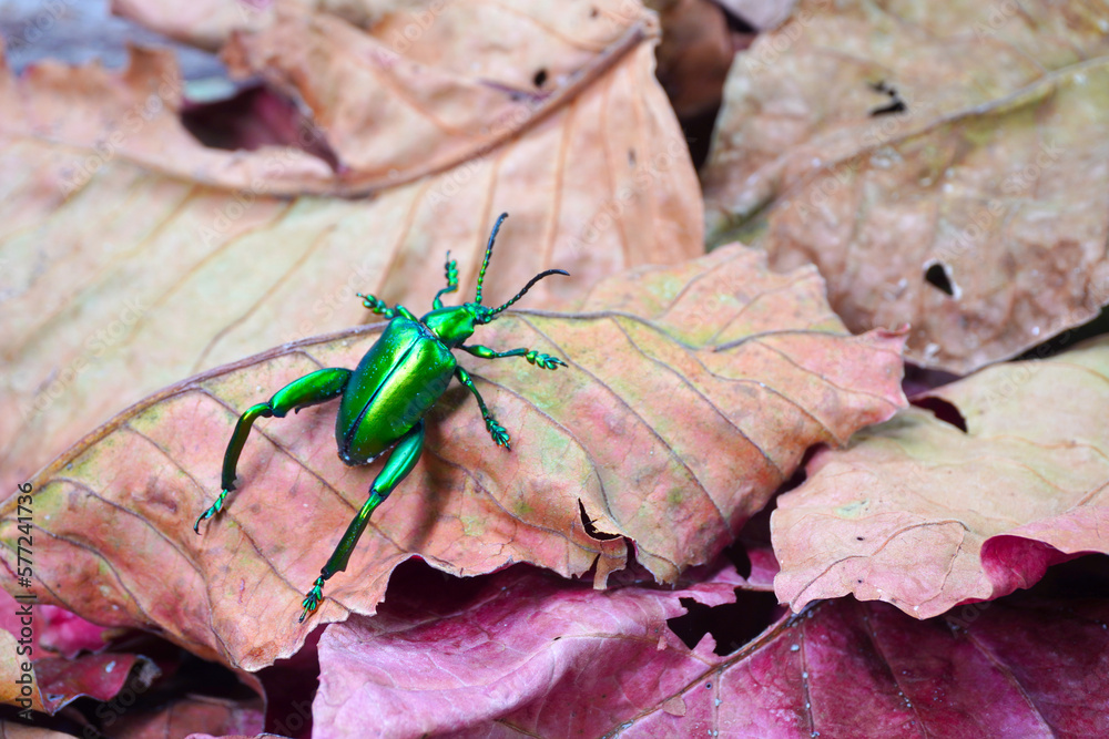 Beetle : Frog-legged beetles or leaf beetles (Sagra femorata) in ...