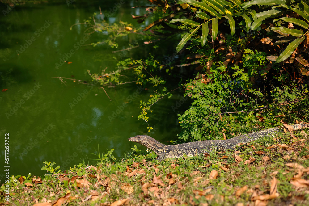 Foto de Asian water monitor - Varanus salvator also common water ...