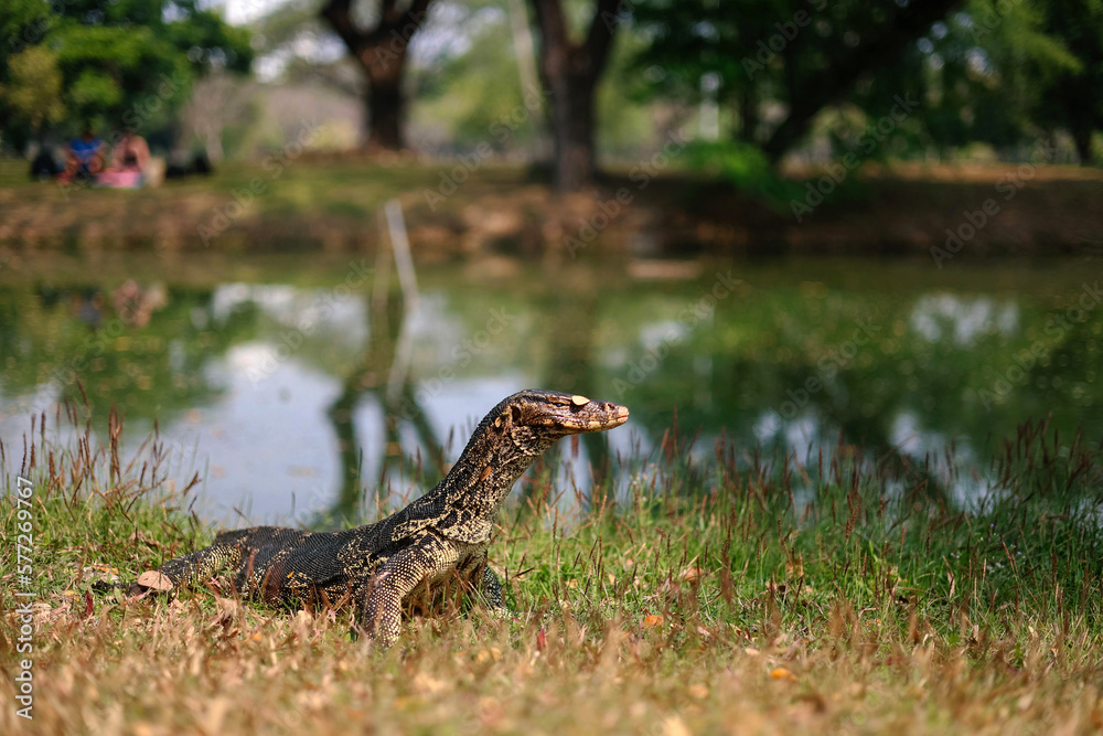 Foto de Asian water monitor - Varanus salvator also common water ...