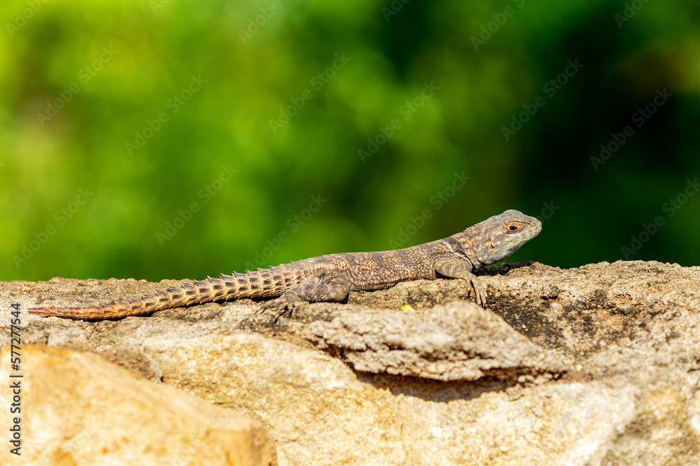 Cuvier's Madagascar swift (Oplurus cuvieri), knows as Madagascan ...