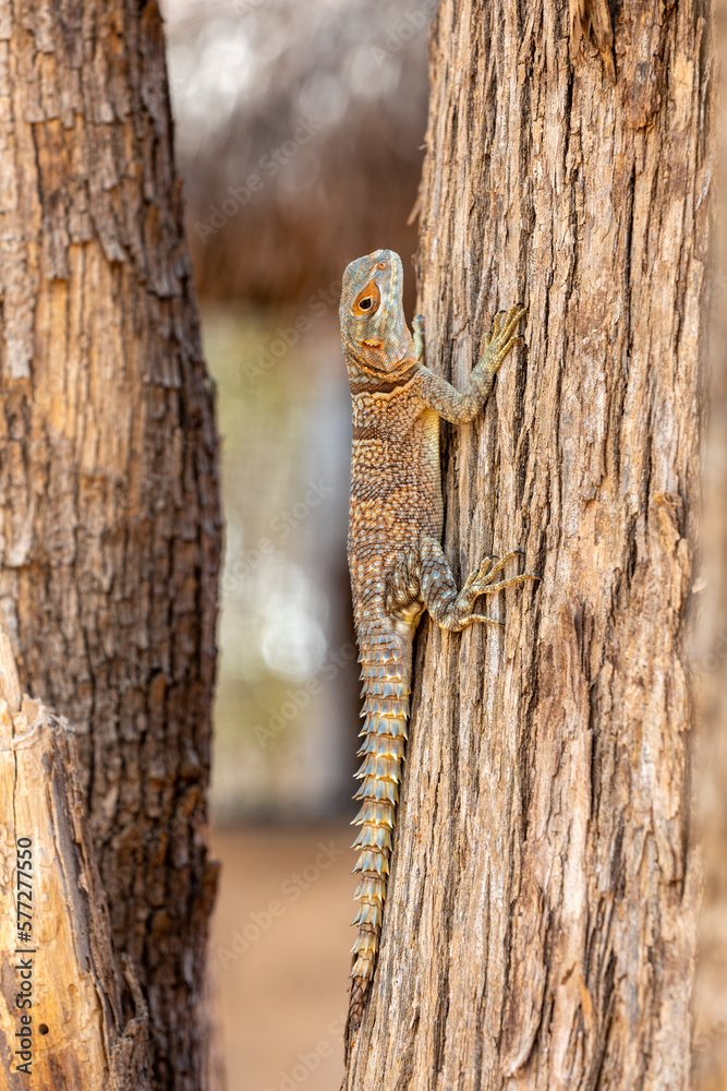 Cuvier's Madagascar swift (Oplurus cuvieri), knows as Madagascan ...