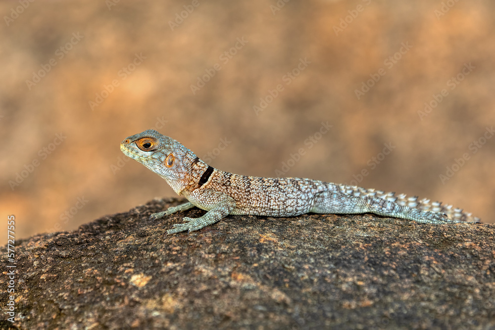 Cuvier's Madagascar swift (Oplurus cuvieri), knows as Madagascan ...