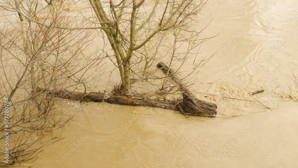 A river bursting its banks. Branches and logs caught in trees standing ...