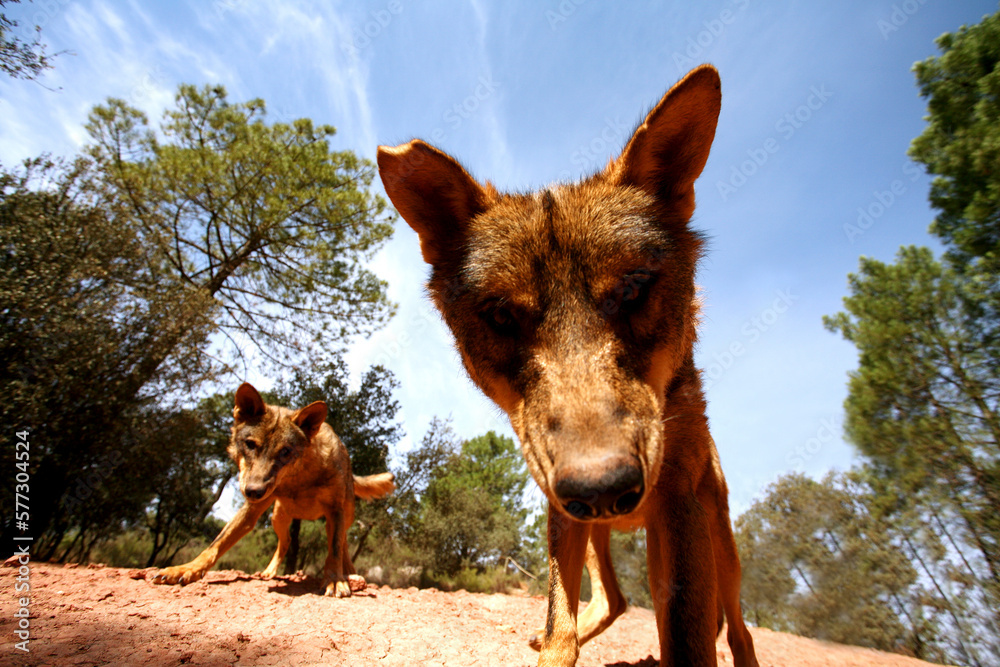 Iberian wolf (Canis lupus signatus). Iberian wolf is the most ...