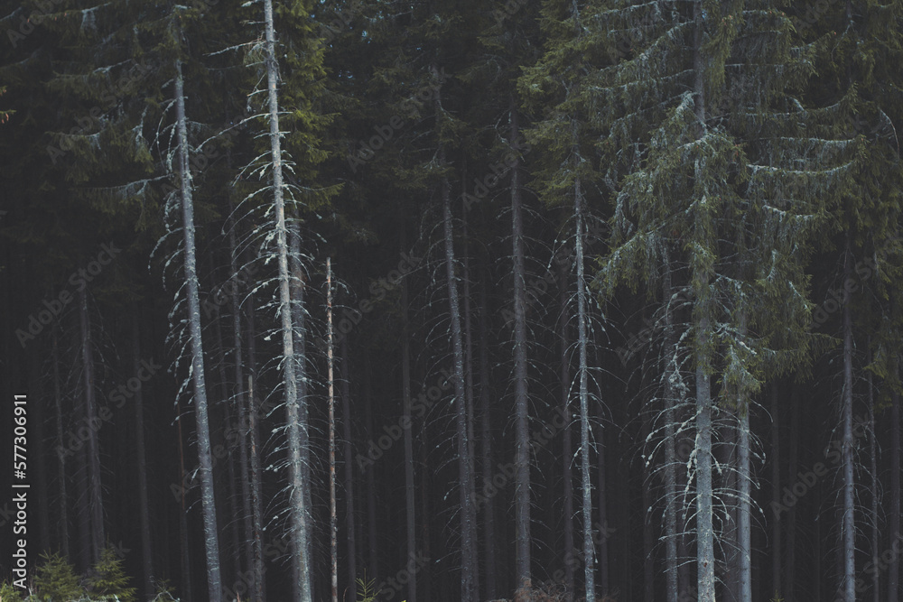 Long thin pine trees in dark landscape photo. Nature scenery ...
