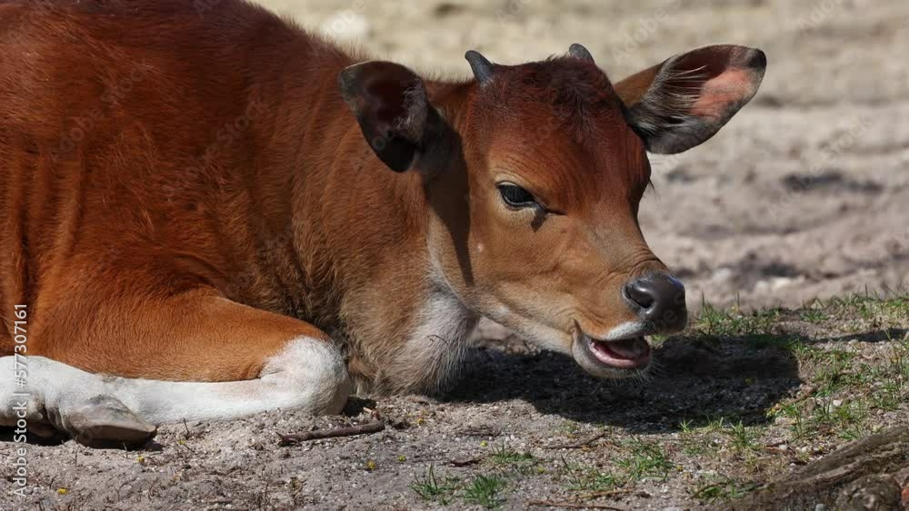 Video „Banteng, Bos javanicus or Red Bull. It is a type of wild cattle ...
