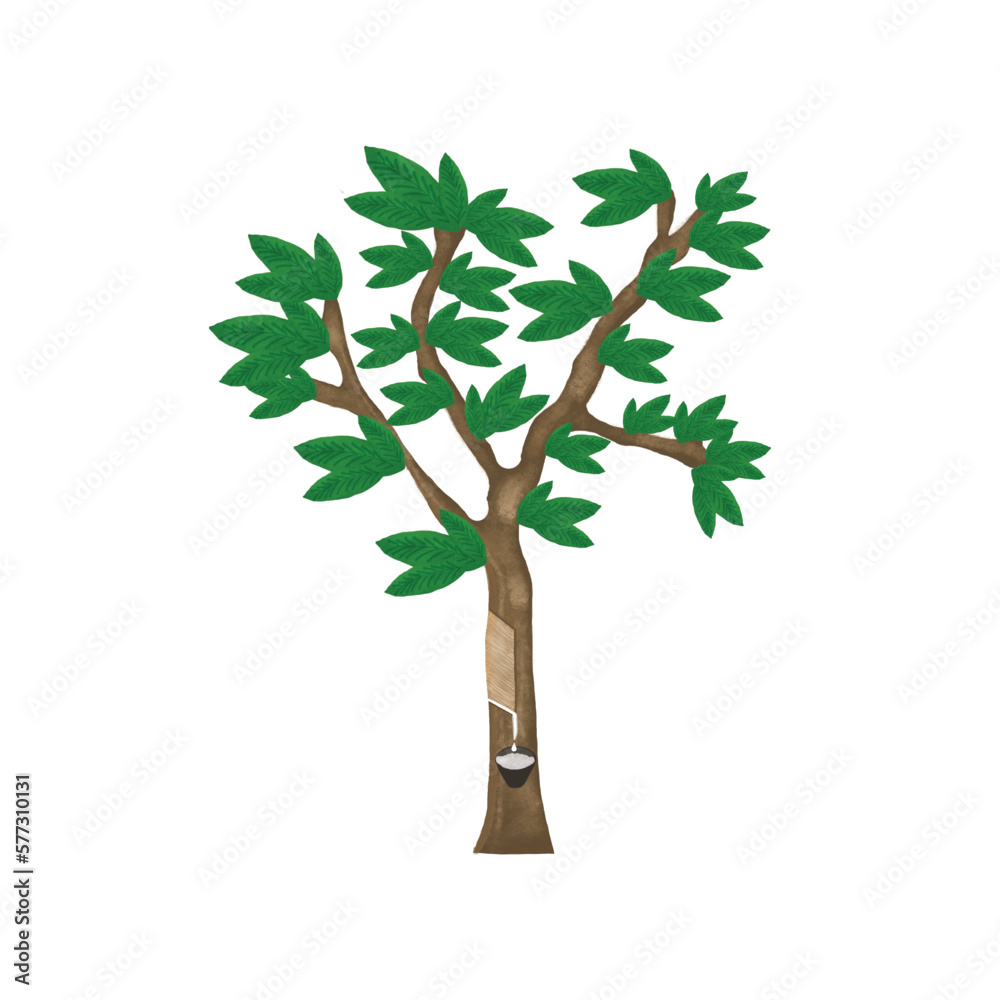 Natural rubber tree plant growth stages set. Caoutchouc seringueira ...