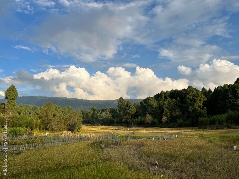 Green dry forest and paddy field landscape. Rice field at Ziro valley ...