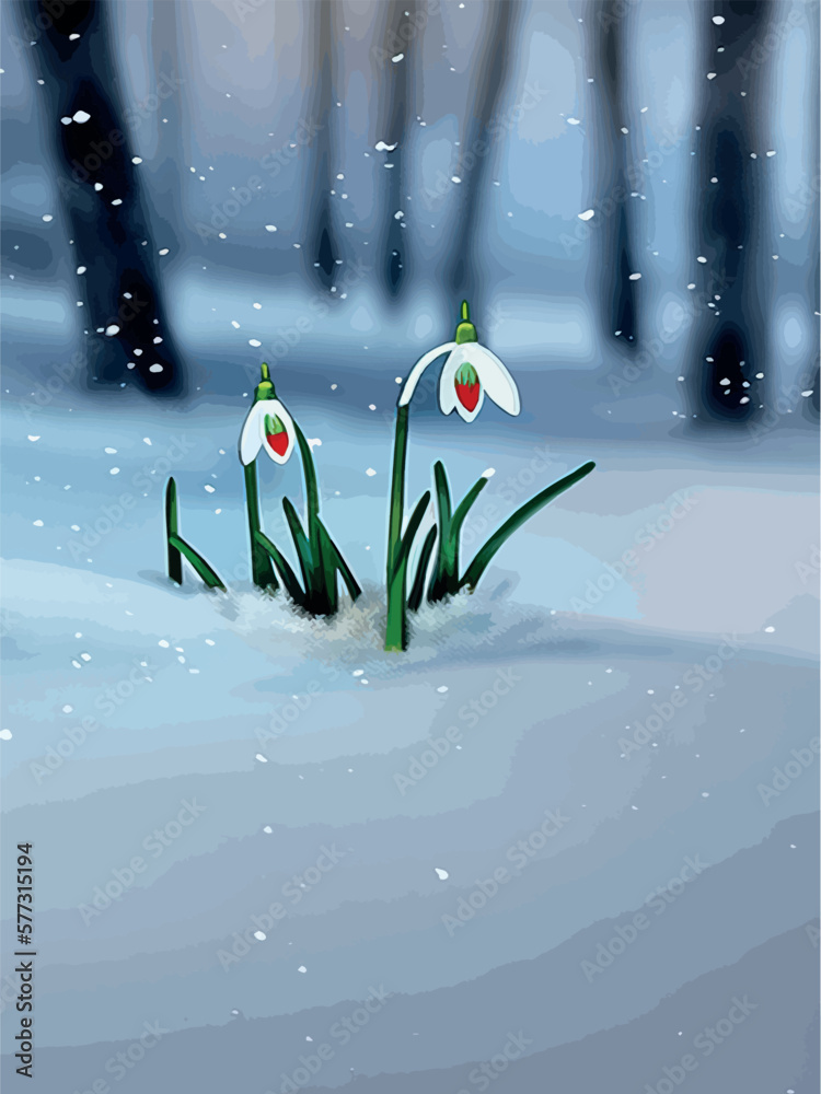 Snowfall Beautiful blooming snowdrop flowers in forest under snow ...