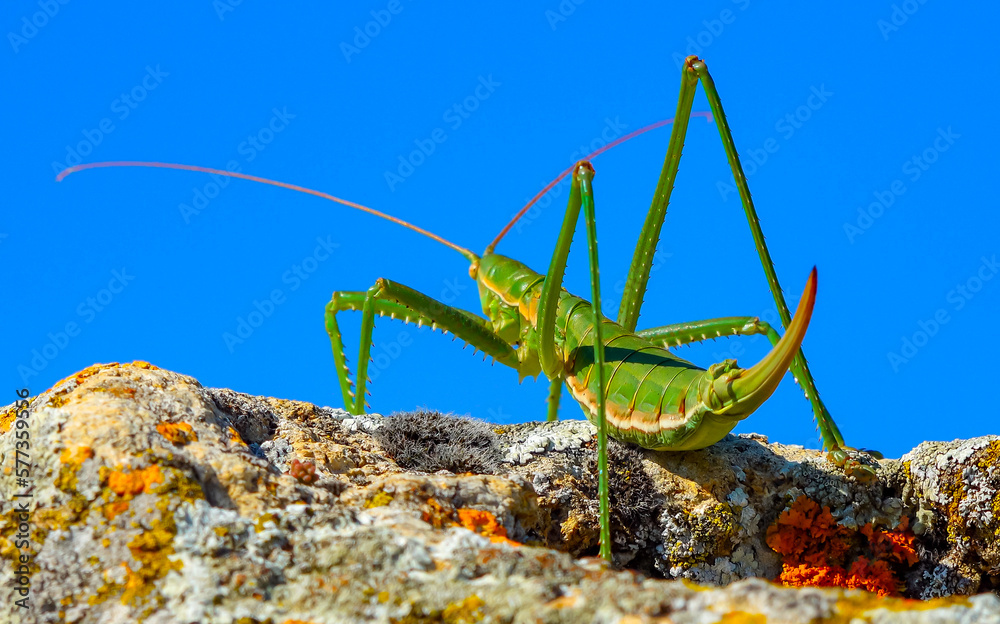 Foto de Predatory bush cricket, or the spiked magician (Saga pedo, Orthoptera), largest ...