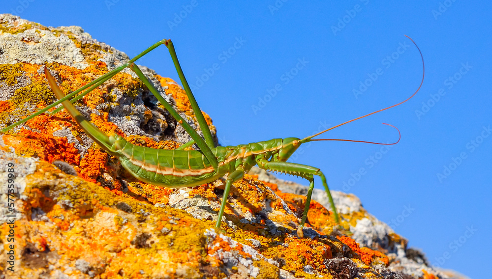 Poster Predatory bush cricket, or the spiked magician (Saga pedo ...