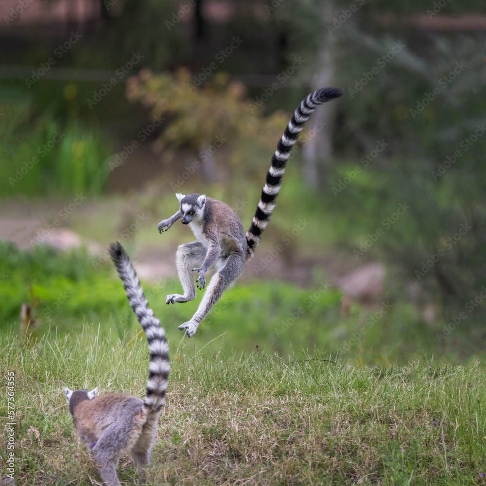 Fotografia do Stock: Two ring-tailed lemurs (Lemur catta) playing, one ...