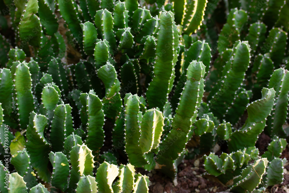 Euphorbia Ingens or cowboy Cactus plantation. An unusual exotic desert ...