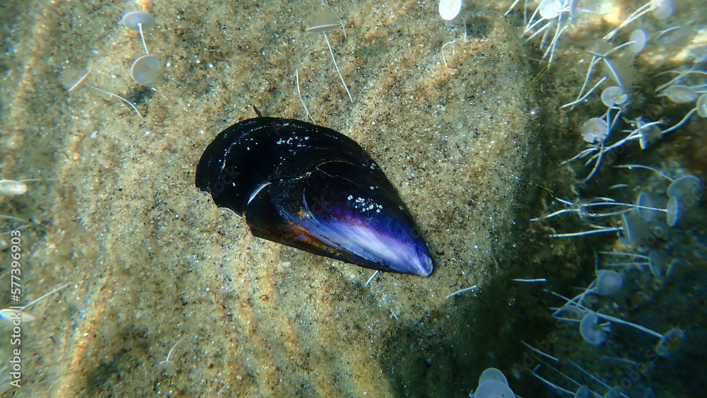 Seashell of bivalve mollusc Blue mussel or Common mussel (Mytilus ...
