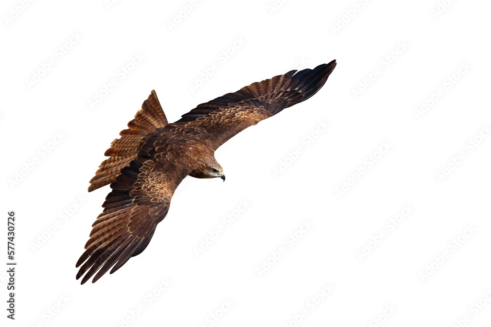 Bird of prey Black kite (Milvus migrans) flying on transparent ...