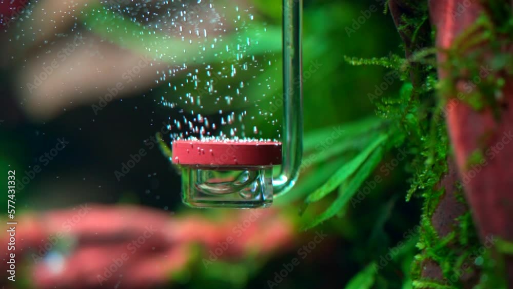 Closeup of CO2 diffuser underwater in freshwater aquascaping planted ...