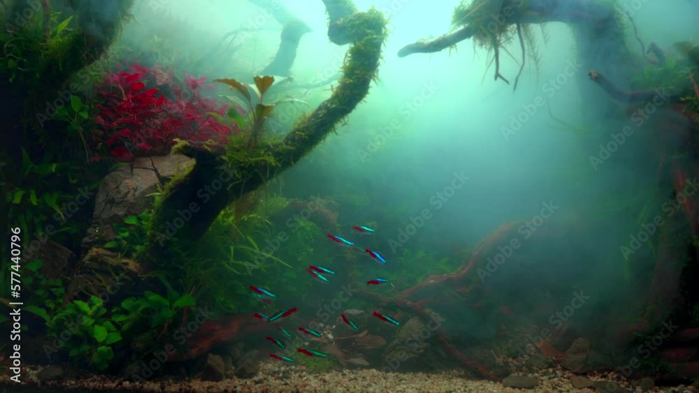 School of neon tetra fish in a foggy water. Planted aquarium with big ...