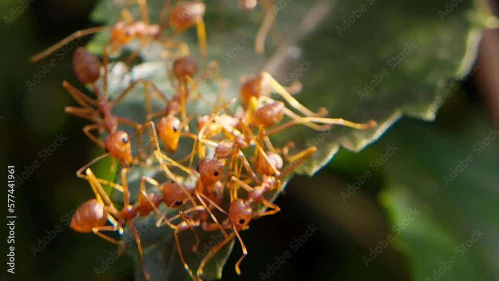 Kerengga, shells or weaver (Oecophylla) is a large red ant which is ...