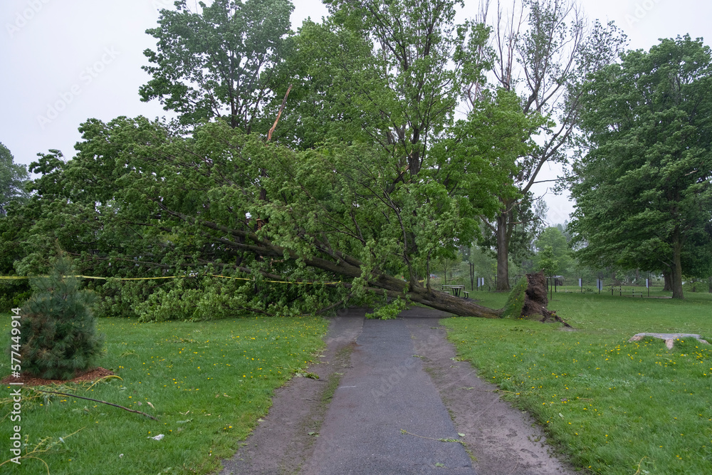 Fallen uprooted tree in a city park after a heavy windstorm. Severe ...