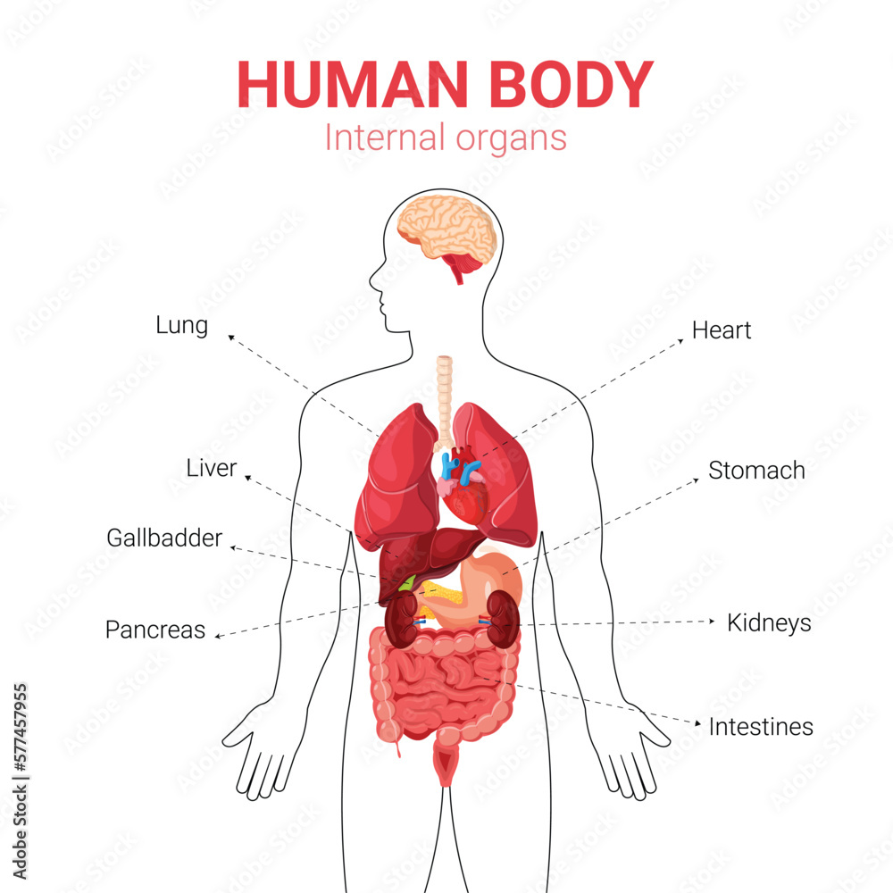 Medical Education Chart of Biology for Human Body Organ System Diagram. Internal organs of human ...