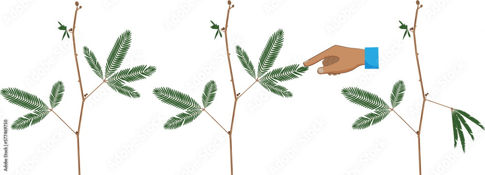 Mechanical stimulation like touch cause seismonastic movement in Mimosa ...