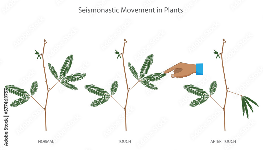 Mechanical stimulation like touch cause seismonastic movement in Mimosa ...