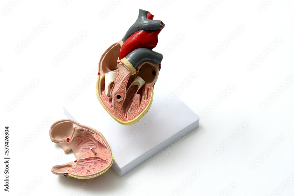 Anatomical model of the human heart. Cardiology consultation, heart ...
