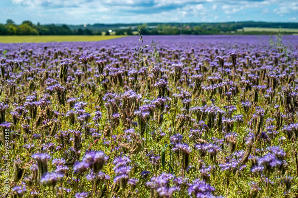 Lacy phacelia info says the plant is well-known for its ability to ...