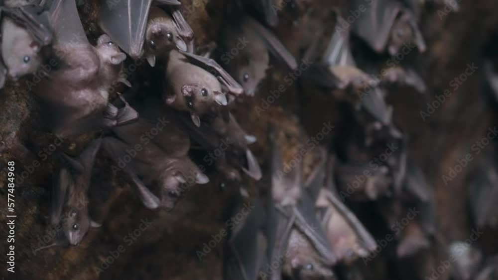 Many bats hanging on the stone wall of the cave and flying out of frame ...