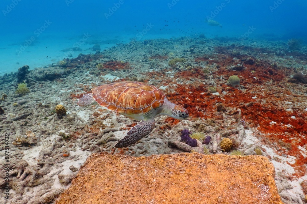 Sea turtle, anchoring point and coral reef. Underwater photography from ...