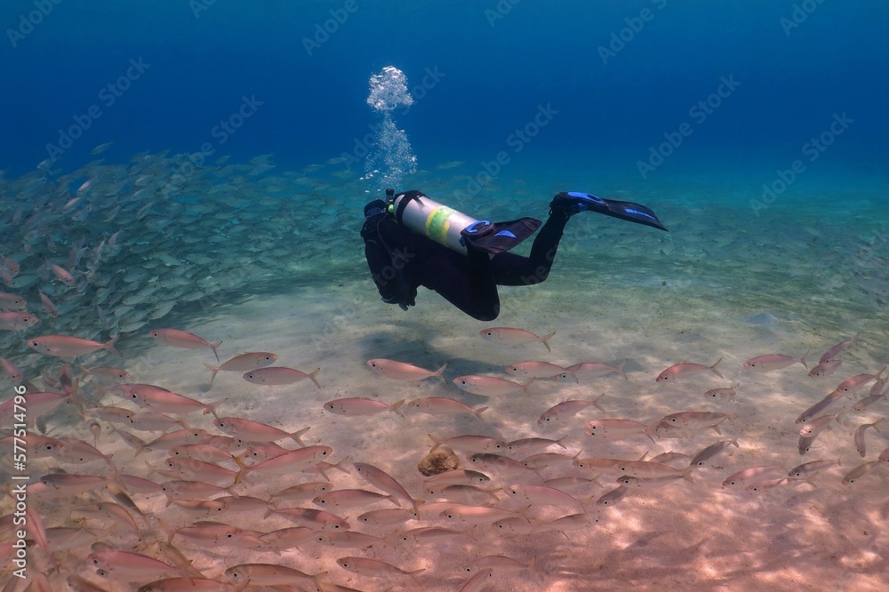 Scuba diver swimming with the school of fish. Vortex of fish in the ...
