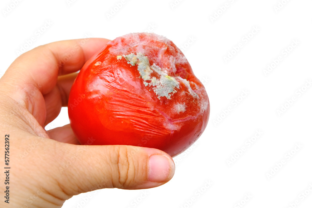 close-up shriveled red tomato covered with gray, white fluffy mold ...