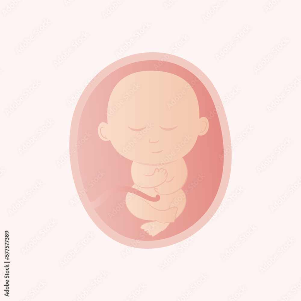 Cartoon sleeping fetus in the womb vector illustration graphic Stock ...