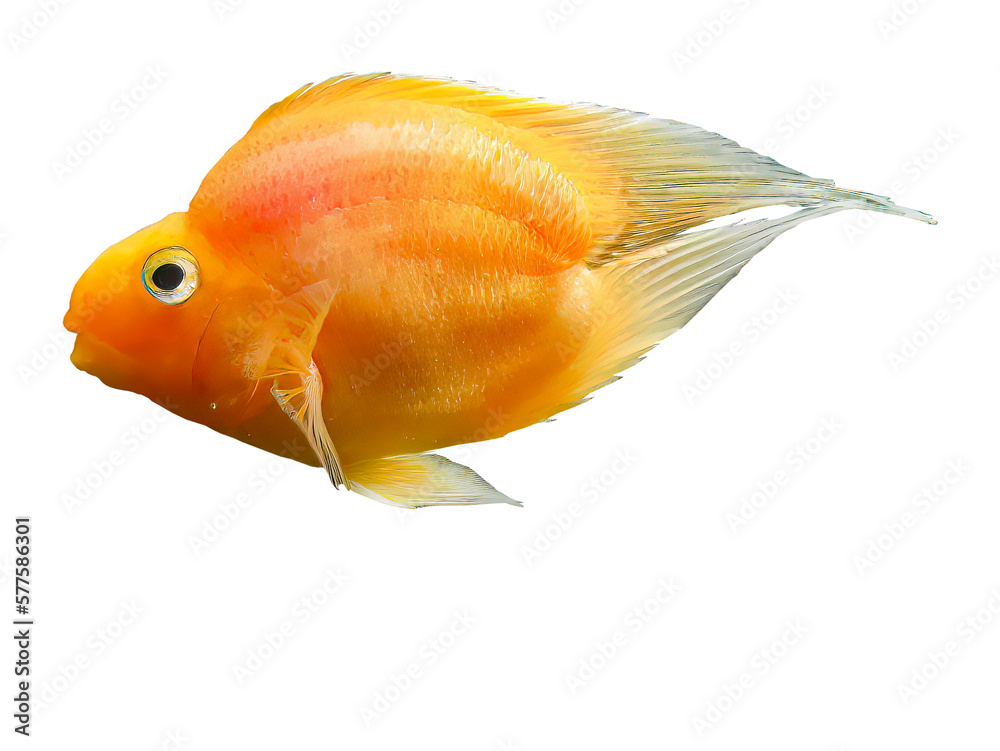 Transparent Fish With Orange Tail