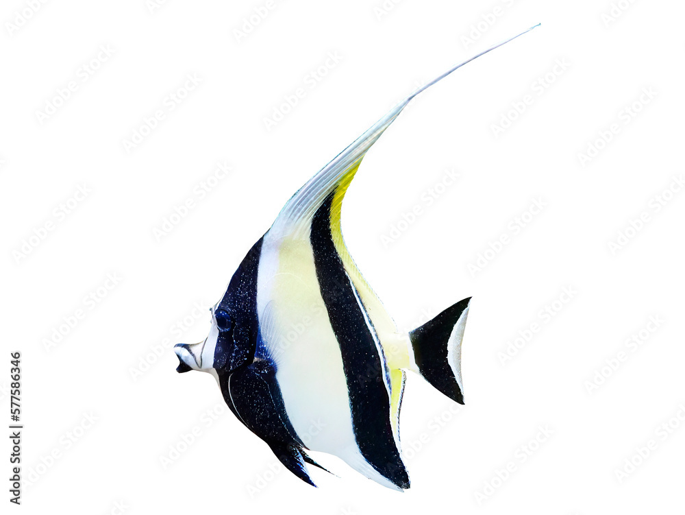 Isolated, Pennant coralfish, Heniochus acuminatus, longfin bannerfish ...