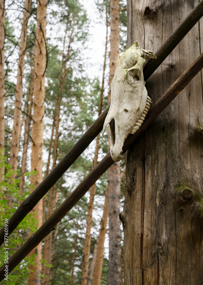 The skull of an animal as a traditional detail at the entrance to the ...
